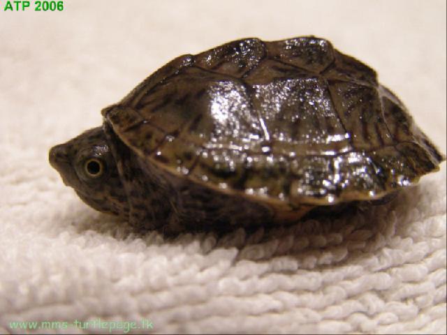 loggerhead musk turtle hatchling