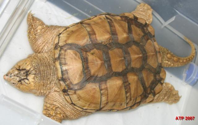 Leucistic Alligator Snapping Turtle