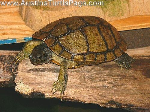 Redearslider.com :: View topic - Someone left him on my doorsteps