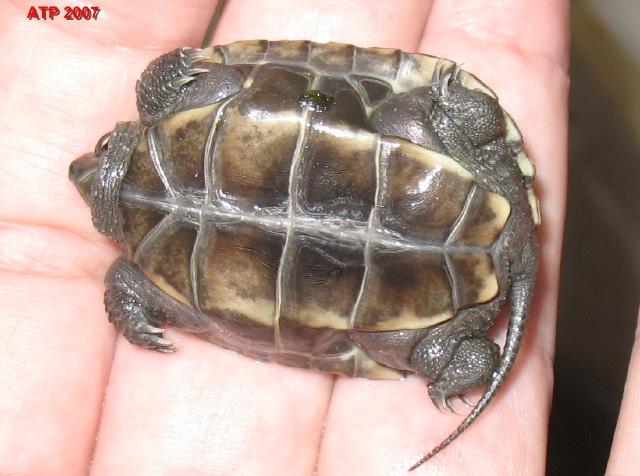 Reeves Turtle - General Turtle Discussions - Turtle Forum